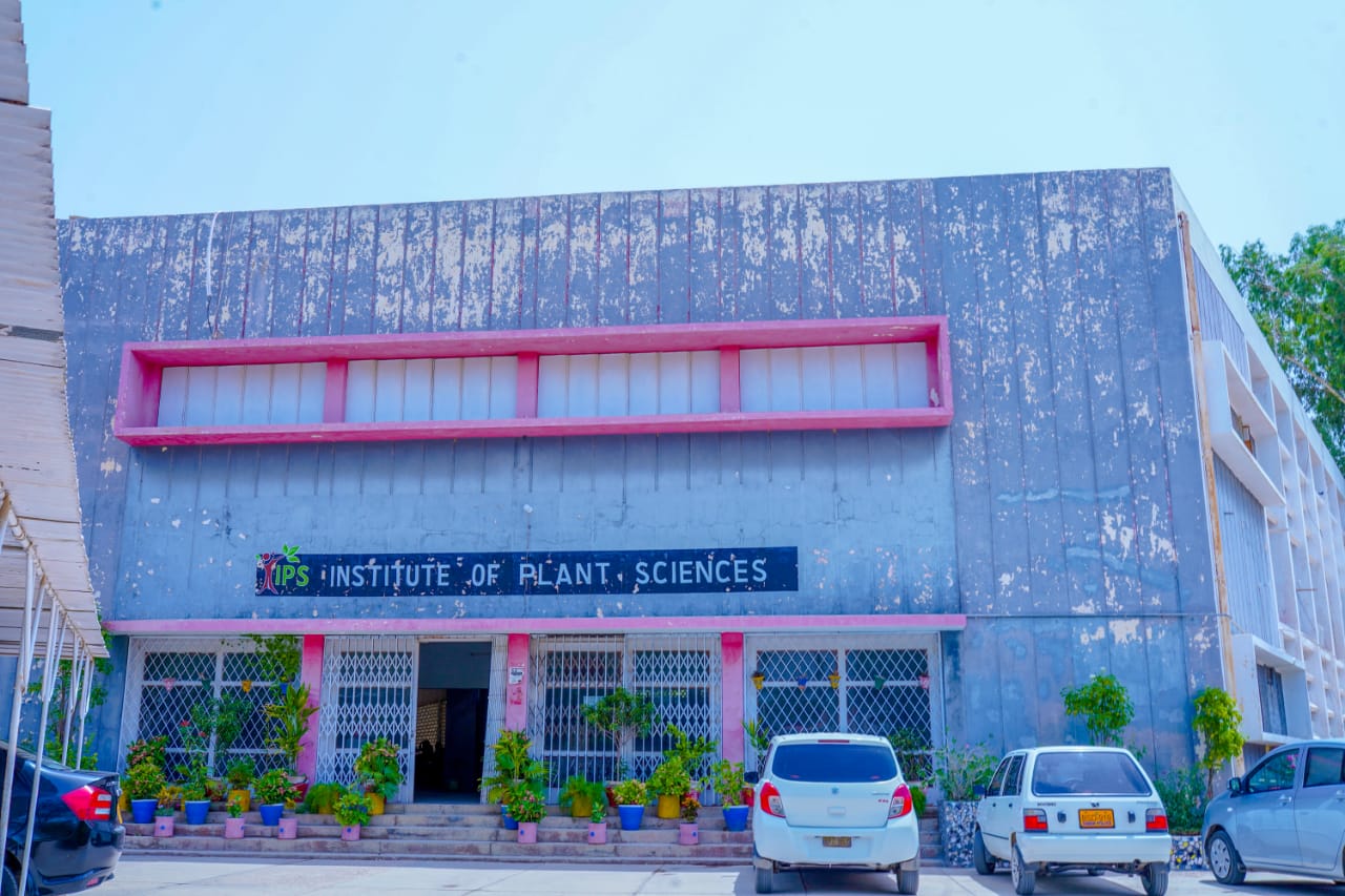 University Of Sindh